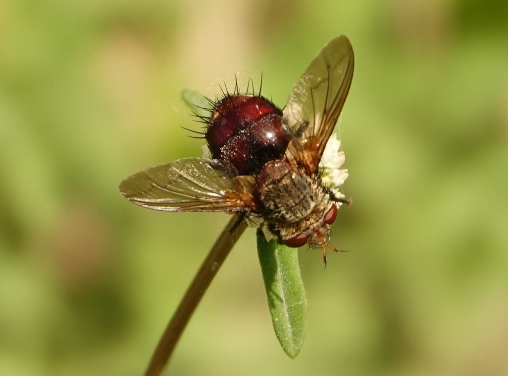 Archytas rufiventris from Hendry County, FL, USA on February 26, 2021 ...