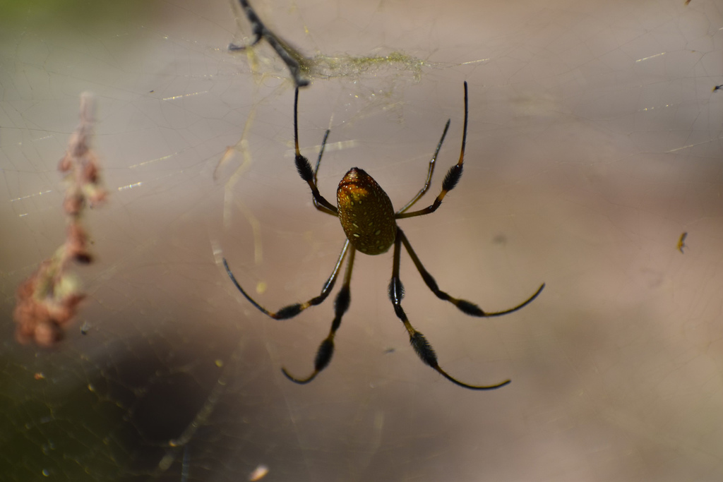 Golden Silk Spider from Pinellas County, FL, USA on February 21, 2021 ...