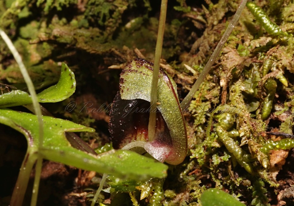 Corybas trilobus aggregate from Waipahihi, Taupo on October 24, 2017 by ...