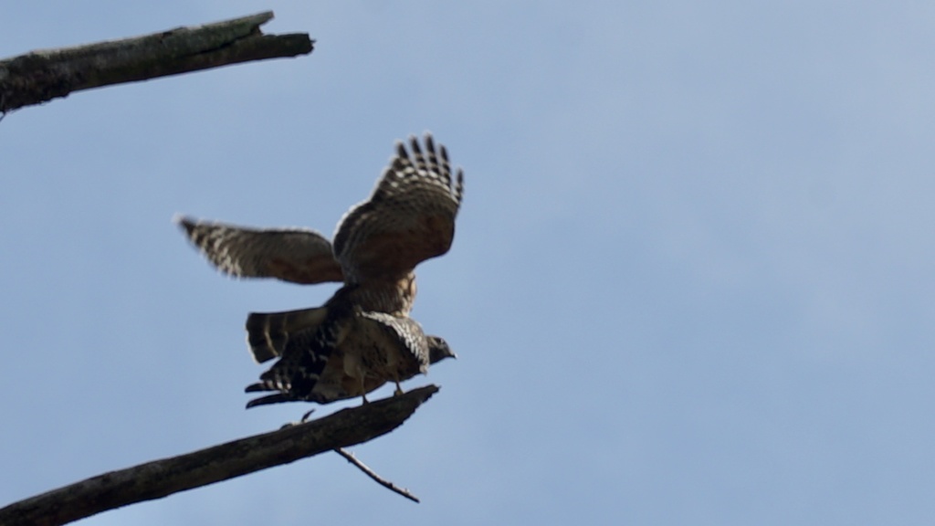 Red-shouldered Hawk from Bowers Ln, Cary, NC, US on February 28, 2021 ...