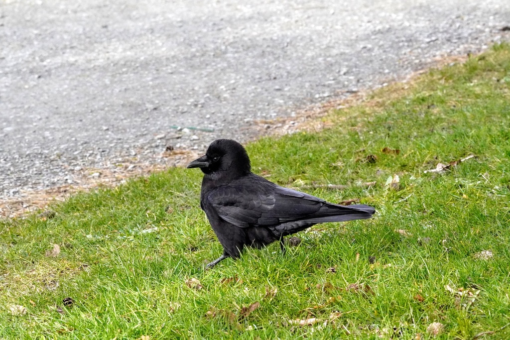 American Crow from Steveston, Richmond, BC, Canada on February 27, 2021 ...