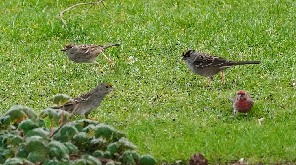 Golden-crowned Sparrow from Richmond, BC, Canada on February 27, 2021 ...