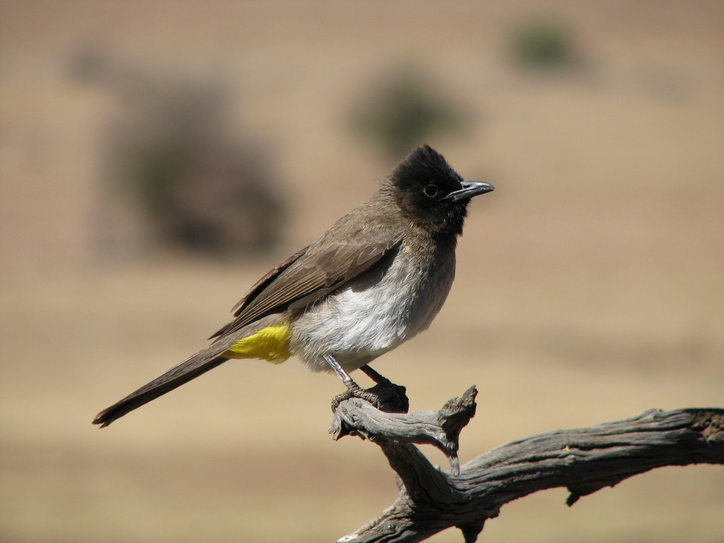 Southern Dark-capped Bulbul from Pilanesberg National Park, South ...