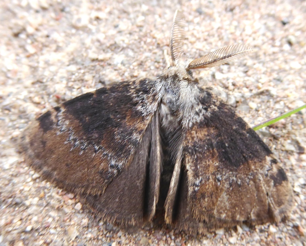 Ilema from Khon San District, Chaiyaphum, Thailand on December 31, 2017 ...