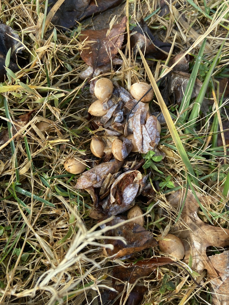 ginkgo from Bellarmine University, Louisville, KY, US on February 28 ...