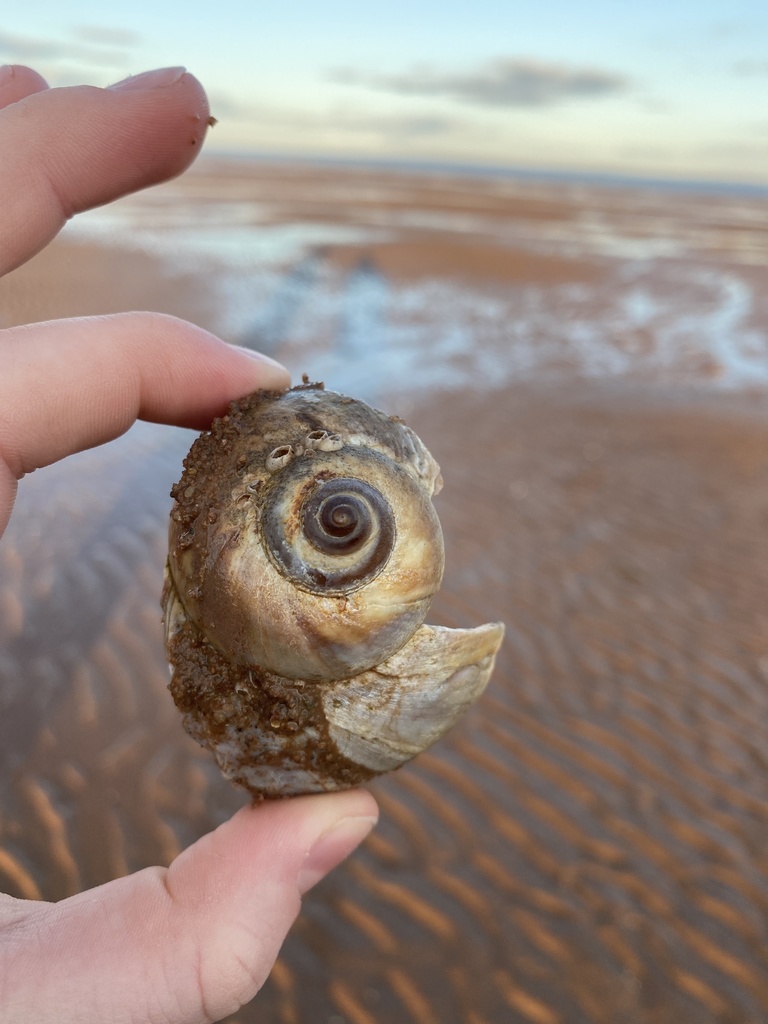 Northern Moon Snail from Pleasant St, Canning, NS, CA on February 28 ...
