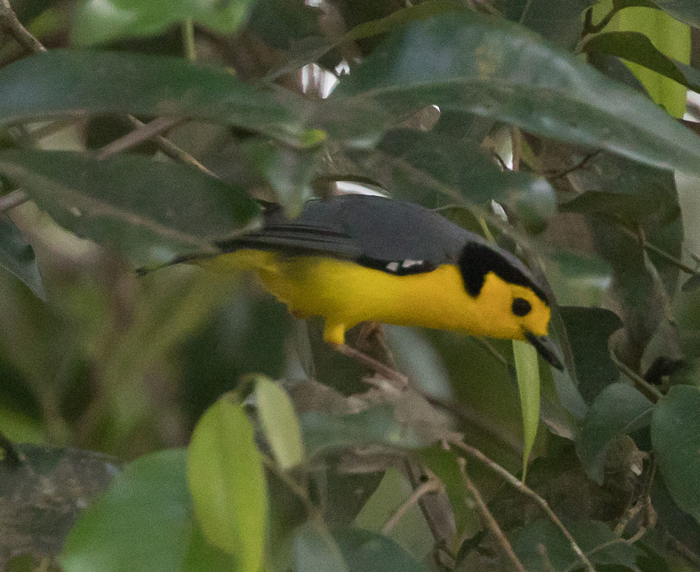 Goldenface from Manokwari, Papua Barat, Indonesia on August 6, 2017 at ...