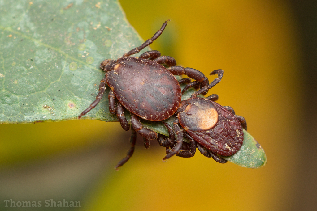 Rhipicephalus maculatus (Scorpions, Spiders, Ticks and Mites of the ...