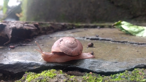 Ariophanta himalana · iNaturalist