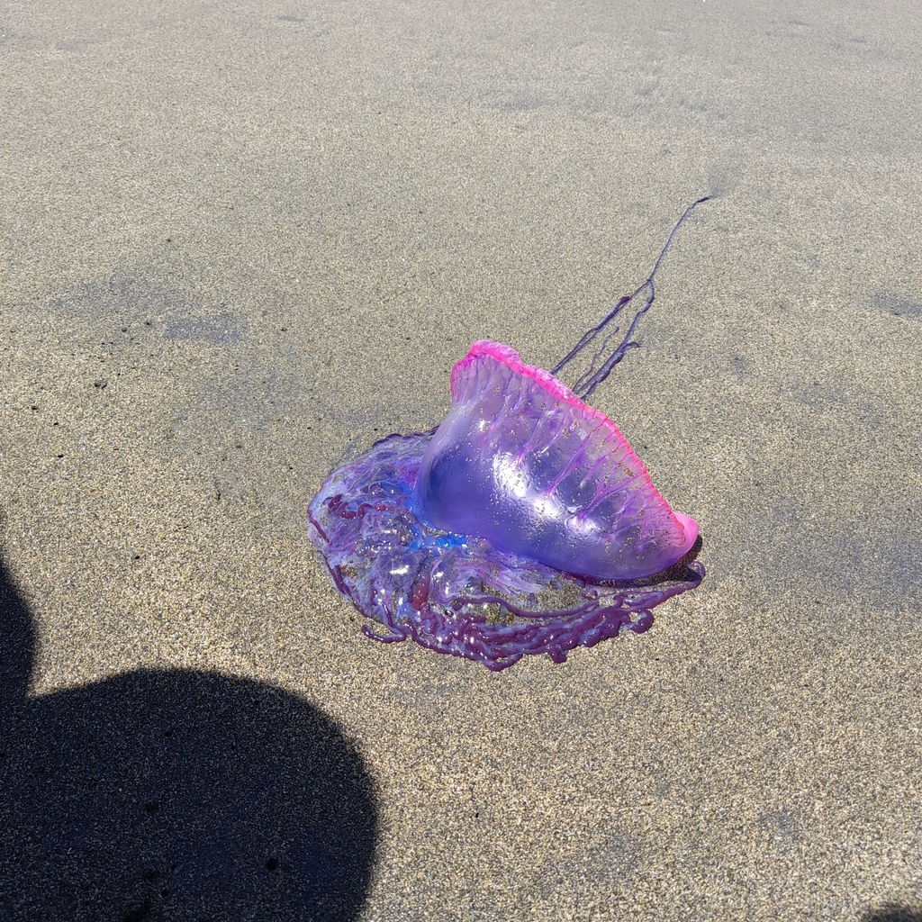 Portuguese Man o' War from Western Tobago, Trinidad and Tobago on ...