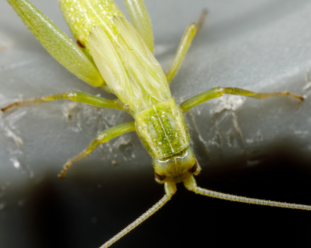 Common Tree Crickets from Lewisville, TX, USA on September 18, 2020 at ...