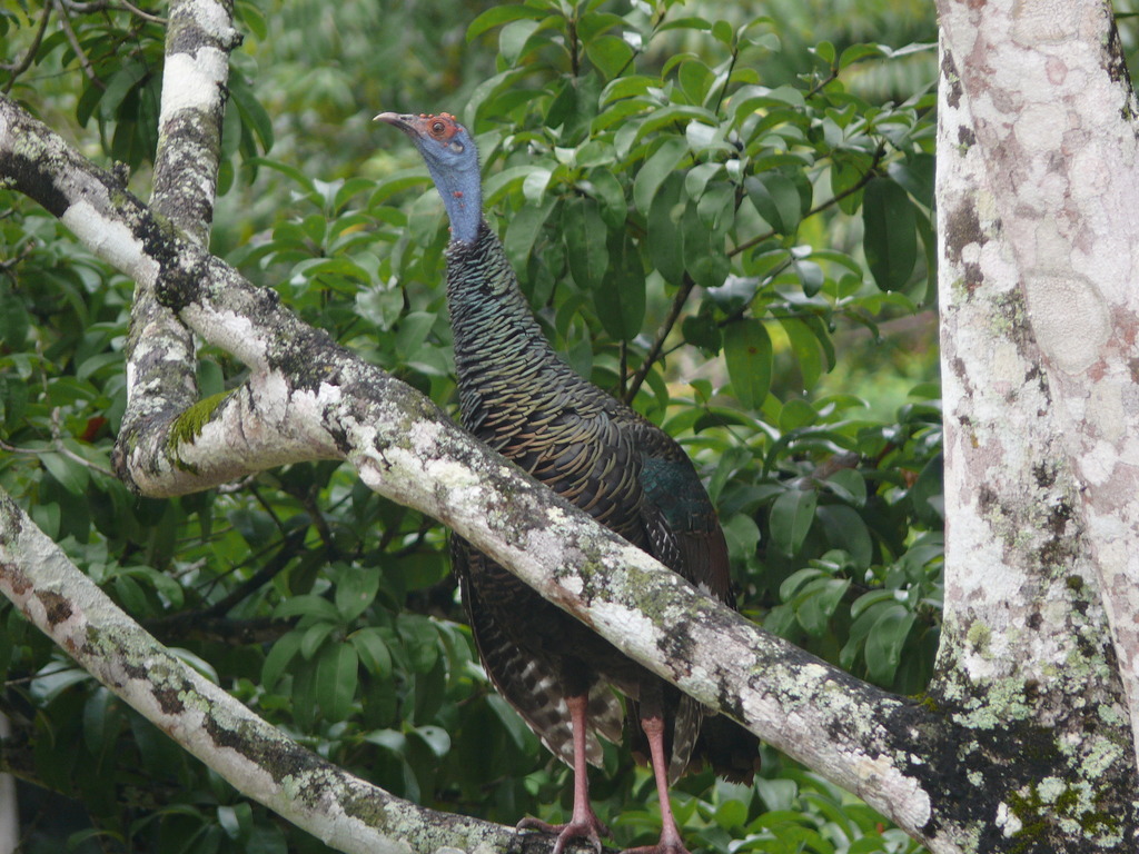 Ocellated Turkey in February 2010 by docprt · iNaturalist