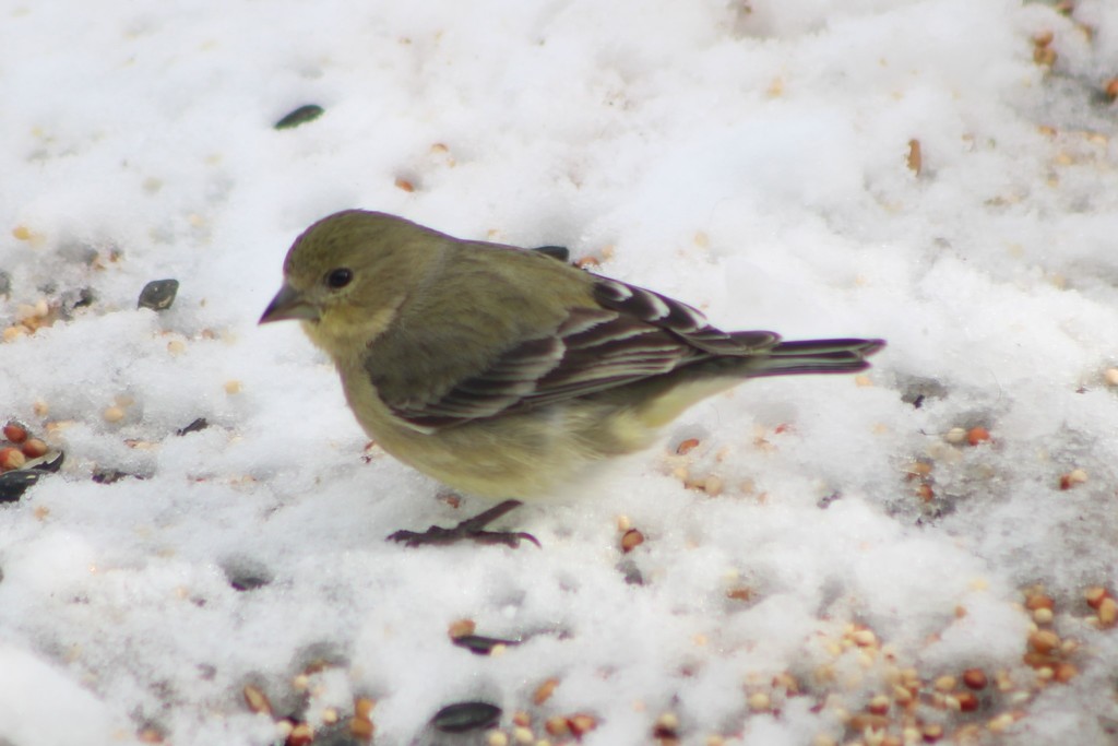 Green-backed Lesser Goldfinch from Union, OR 97883, USA on February 26 ...