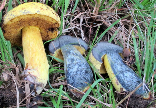 Yellow Bolete (Boletus pseudosulphureus) · iNaturalist