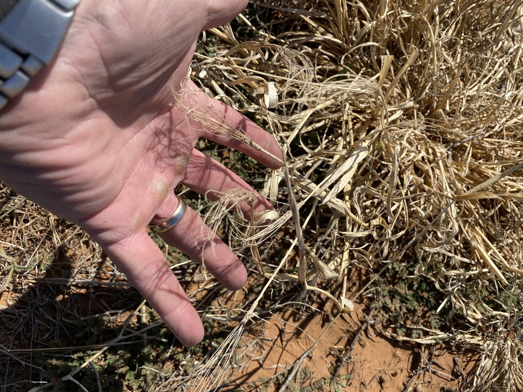 feather finger grass from US-82 W, Meadow, TX, US on February 28, 2021 ...