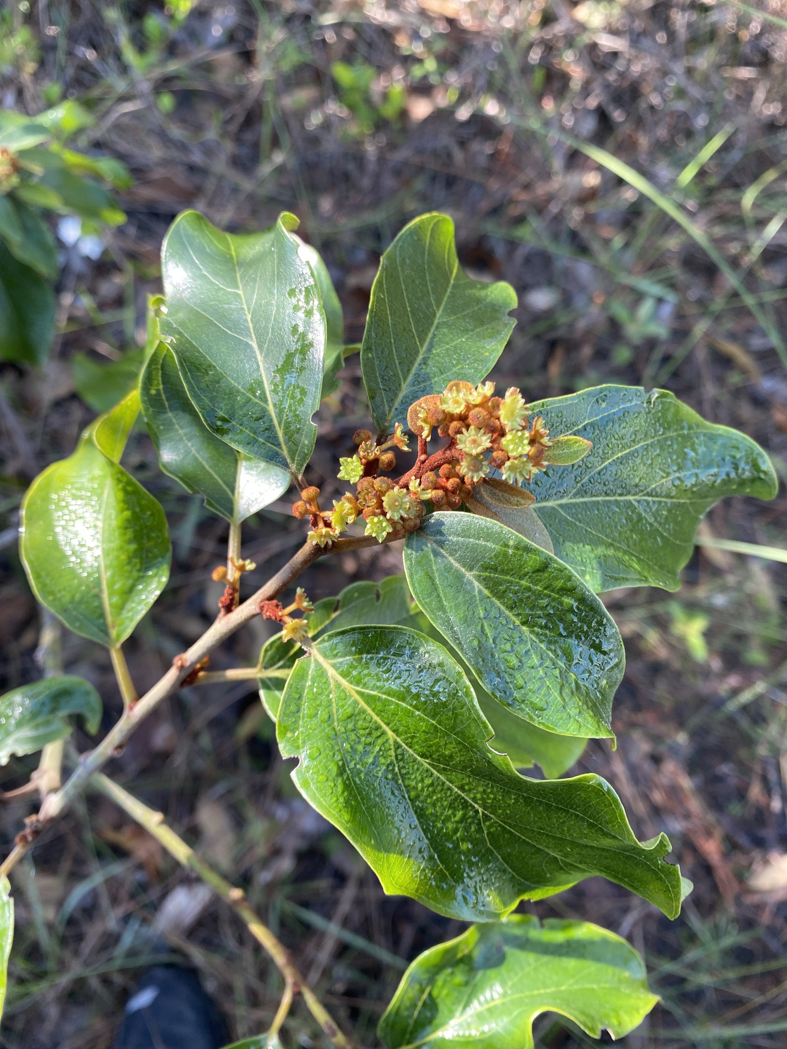 Colubrina arborescens (Mill.) Sarg.