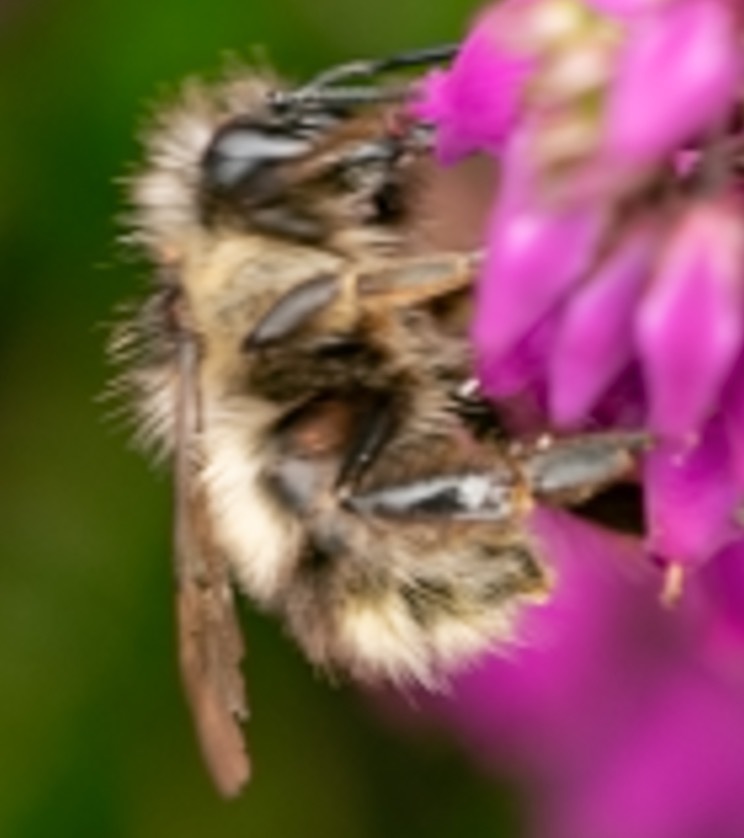 Sitka Bumble Bee from Edgemoor, Bellingham, WA, USA on July 02, 2020 at ...