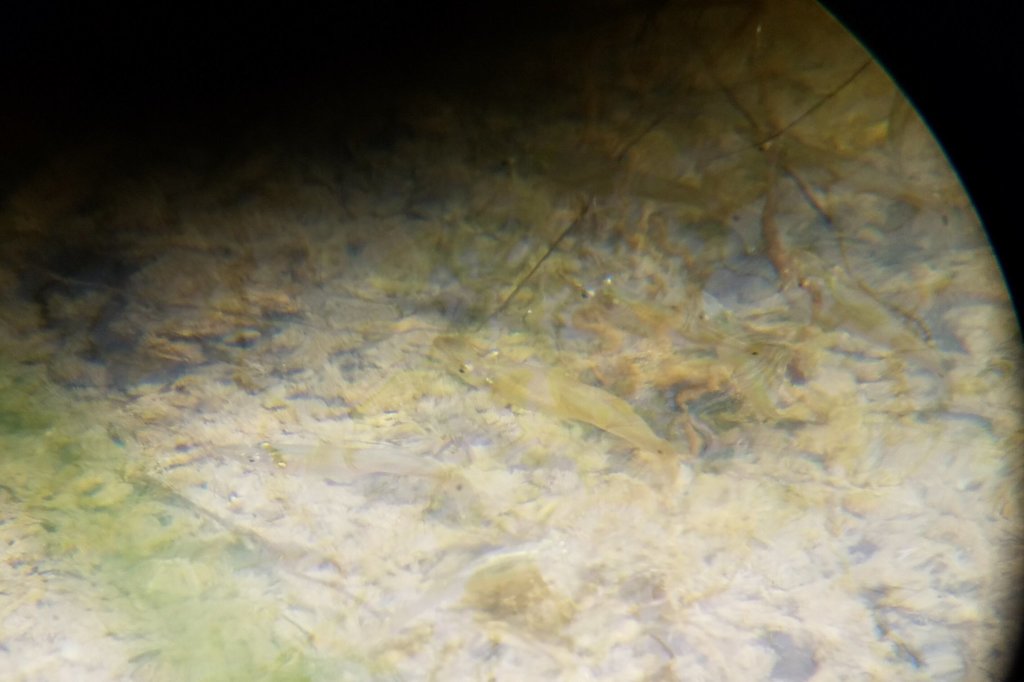 Pike Topminnow from Miami-Dade County, FL, USA on February 28, 2021 at ...