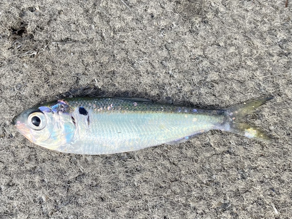 Blueback Shad in February 2021 by Peter Wilson · iNaturalist