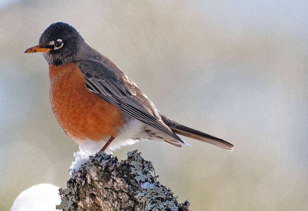 American Robin from Kendall County, TX, USA on February 19, 2021 at 09: ...