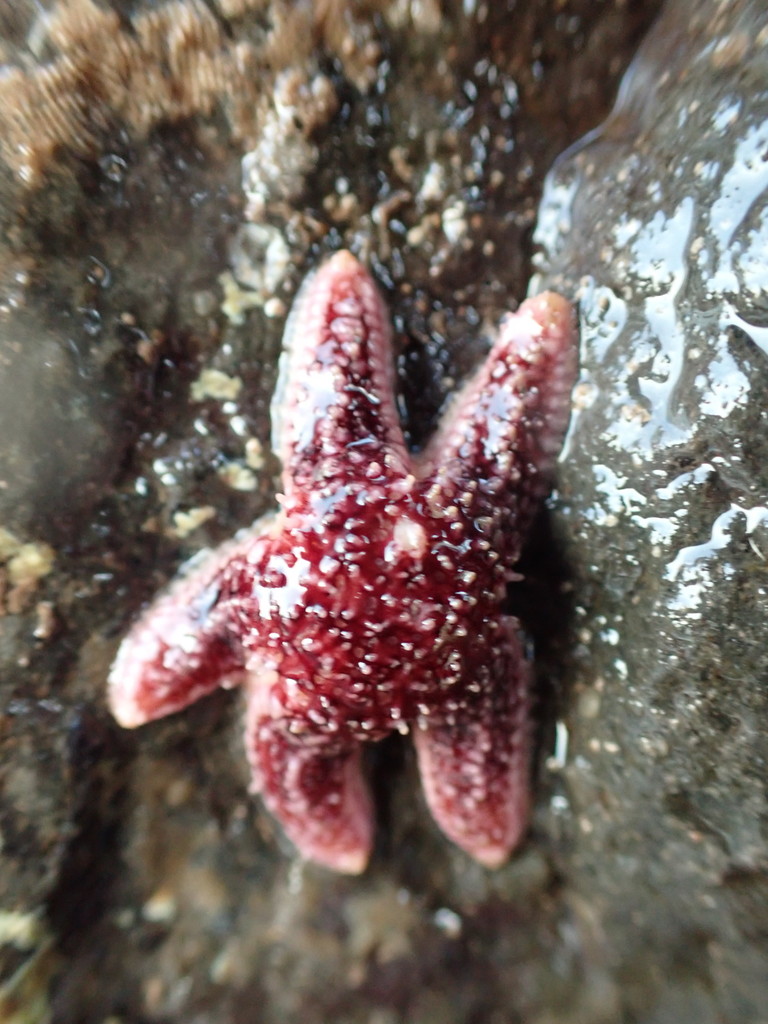 Common Sea Star from Kings County, NS, Canada on February 28, 2021 at ...
