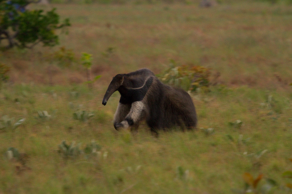 Giant Anteater in January 2013 by David Robichaud · iNaturalist