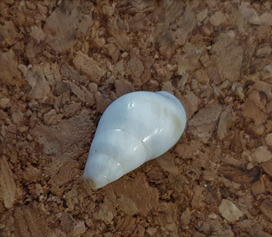 yellow-coated clusterwink from Sydney NSW, Australia on February 28 ...