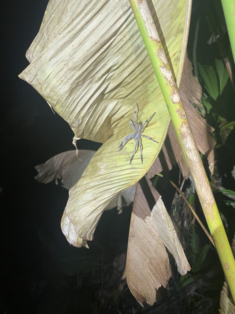 Spot-legged bromeliad spider from Arenal National Park, San Carlos ...