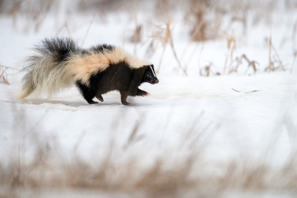 Striped and Hooded Skunks (Mephitis) - Know Your Mammals