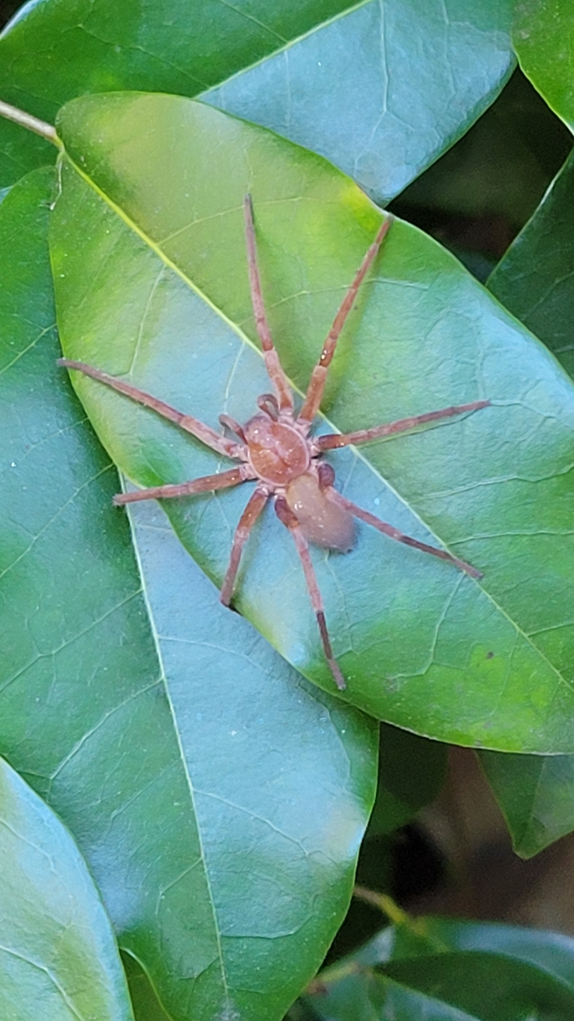 Titiotus Simon, 1897