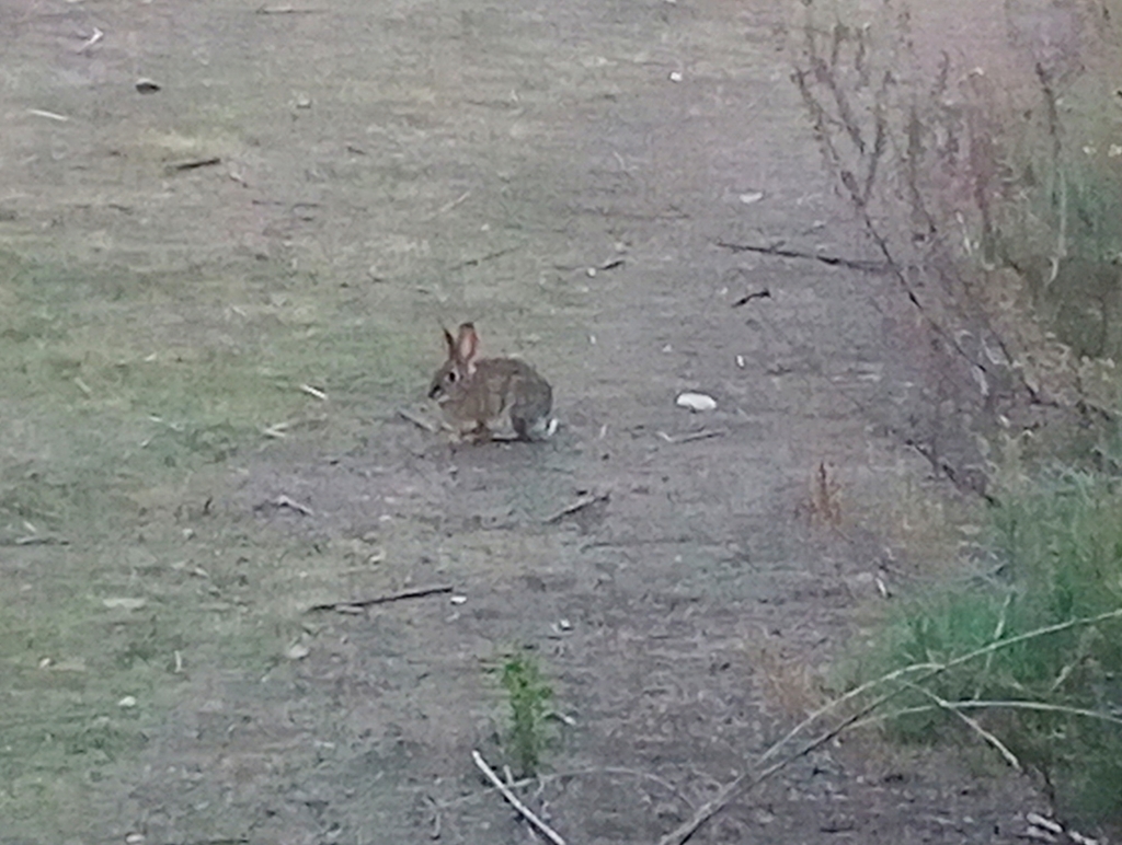 Desert Cottontail from Turtle Rock, Irvine, CA, USA on February 28 ...