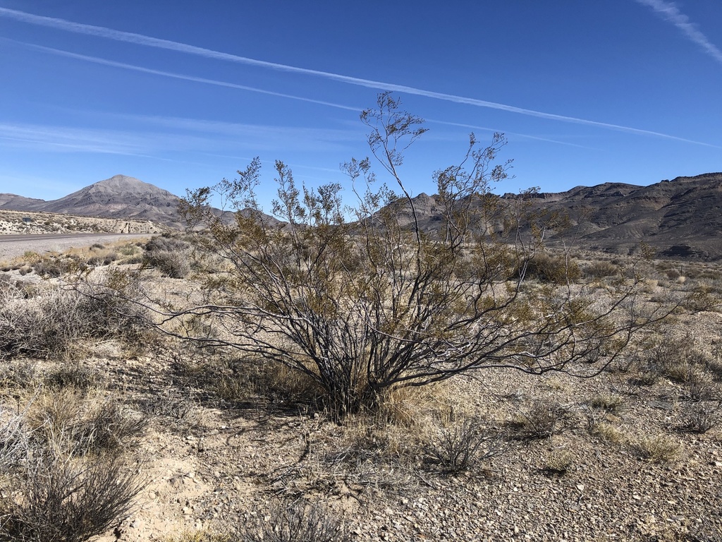 Creosote Bush from SR-318, Hiko, NV, US on February 28, 2021 at 10:08 ...