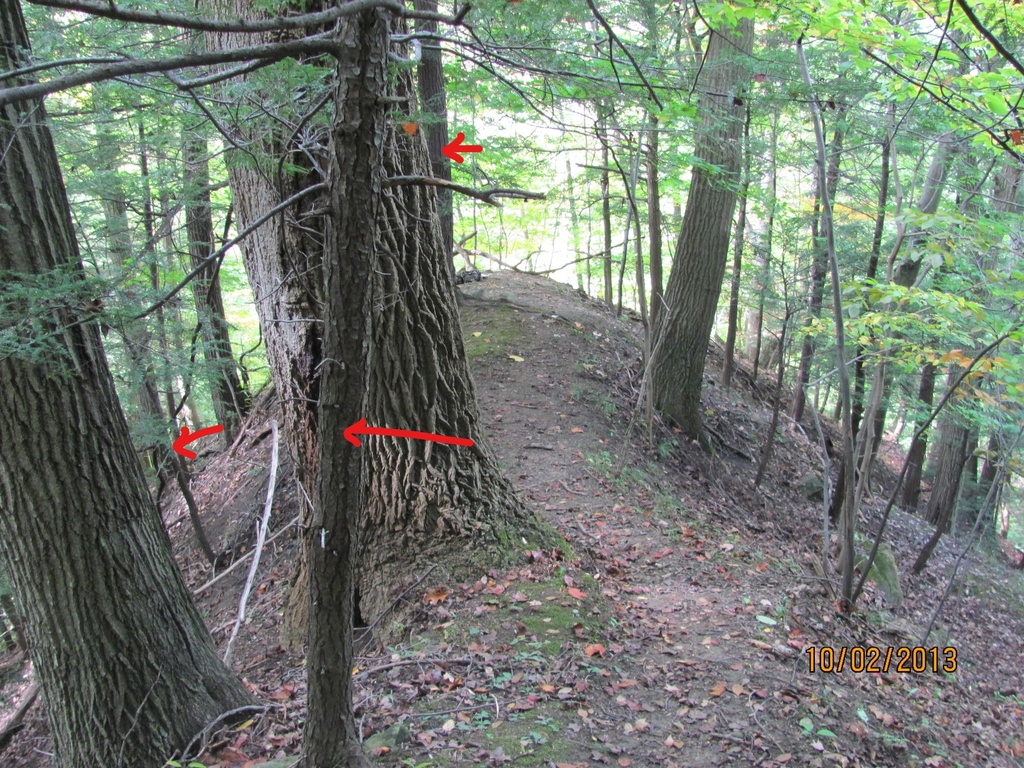 eastern hemlock in October 2013 by Chuck Thomas. subcanopy trees on ...