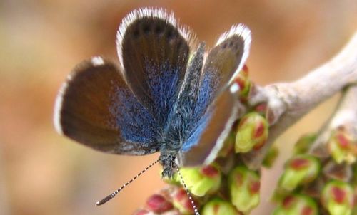 Western Pygmy-Blue (University of Arizona Pollinator Field Guide ...