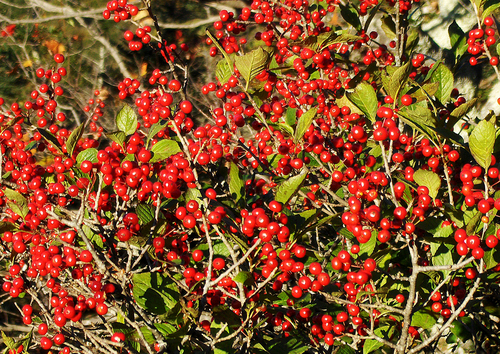 Long-stalked Holly (Ilex collina) · iNaturalist
