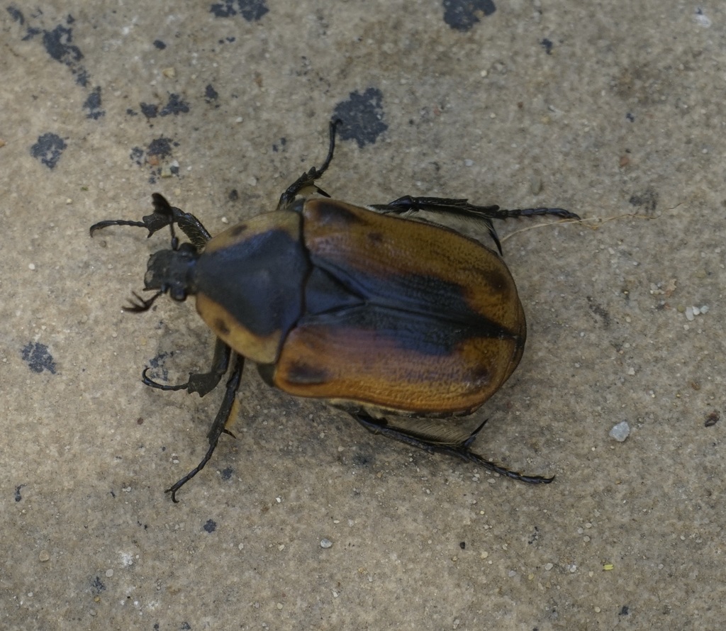 Cowboy Beetle from Forresters Beach NSW 2260, Australia on January 14 ...