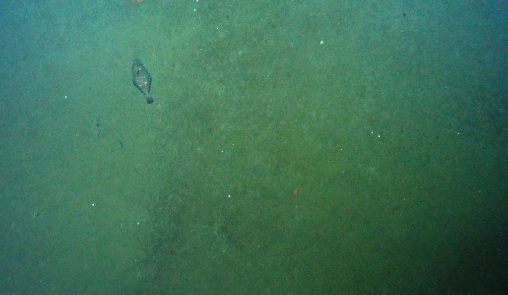 Pacific Dover Sole (NorthEast Pacific Deep Exploration Project (a MLNEP ...