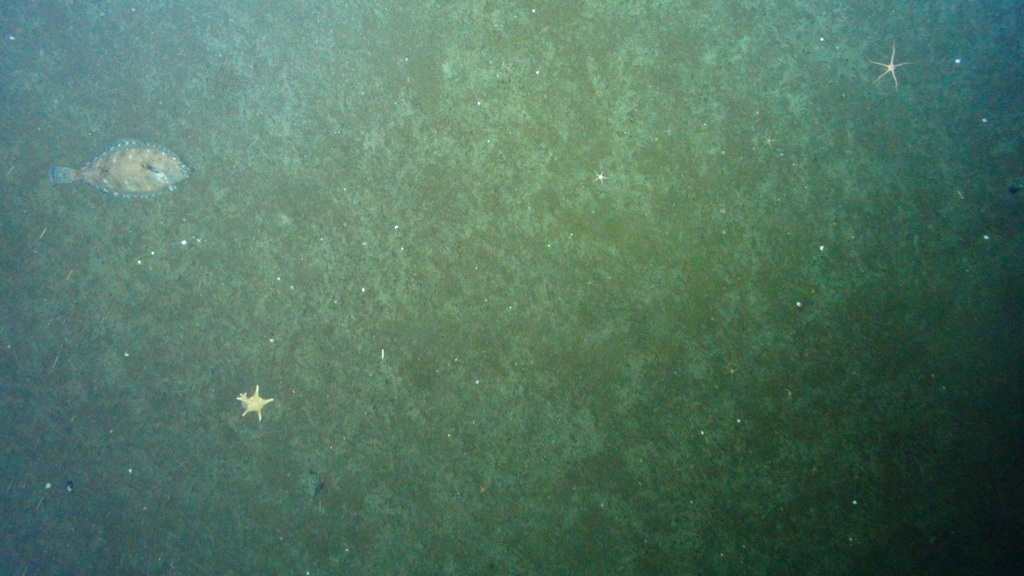 Pacific Dover Sole (NorthEast Pacific Deep Exploration Project (a MLNEP ...