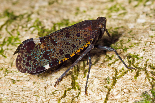 Penthicodes quadrimaculata · NaturaLista Colombia