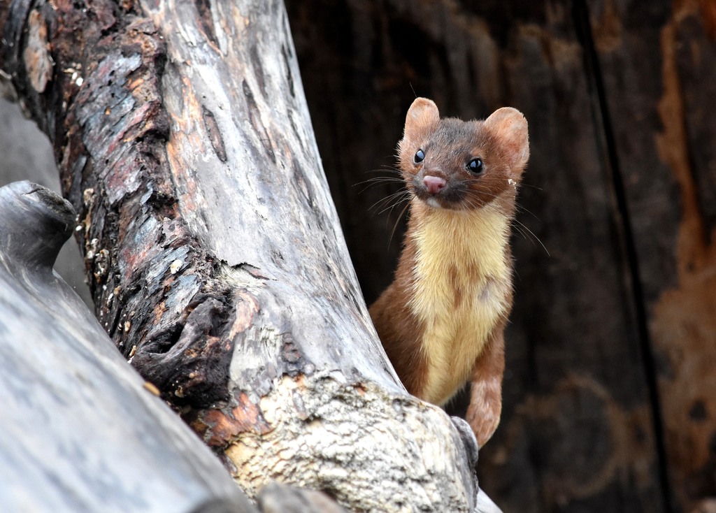Long-tailed Weasel from Lawton Park, Seattle, WA 98199, USA on ...