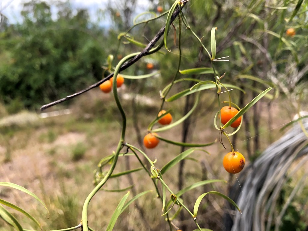 Wombat Berry from Flagstone Creek QLD 4344, Australia on February 28 ...