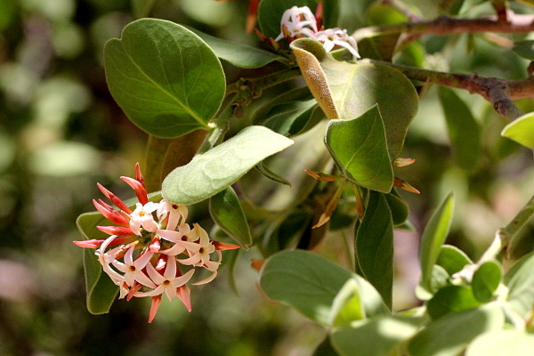 Bush Plum from Kalizo Lodge, Zambezi Region, Namibia on August 9, 2015 ...