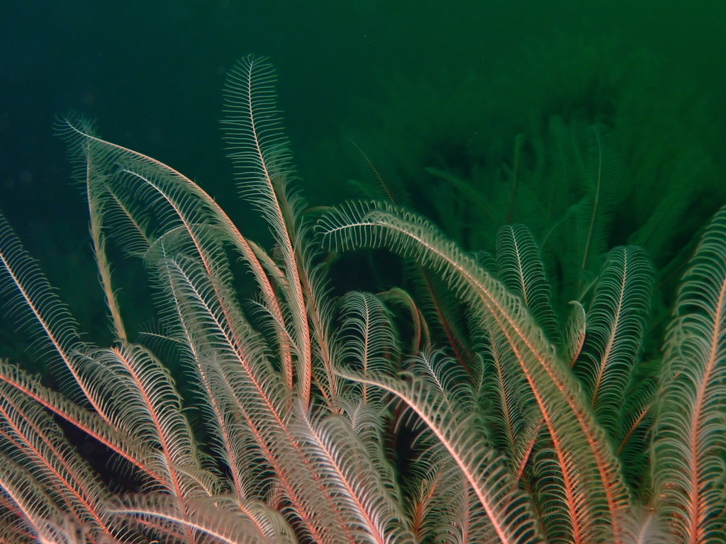 Common Feather Star from Nanaimo, BC, Canada on February 17, 2021 at 10 ...