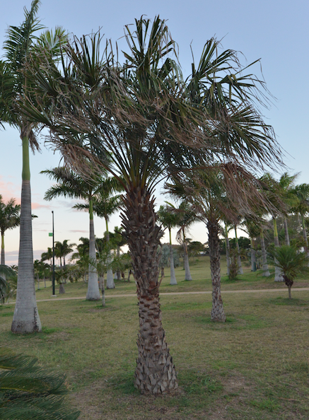 Ribbon Fan Palm from Receiving, Nouméa 98800, Nouvelle-Calédonie on ...