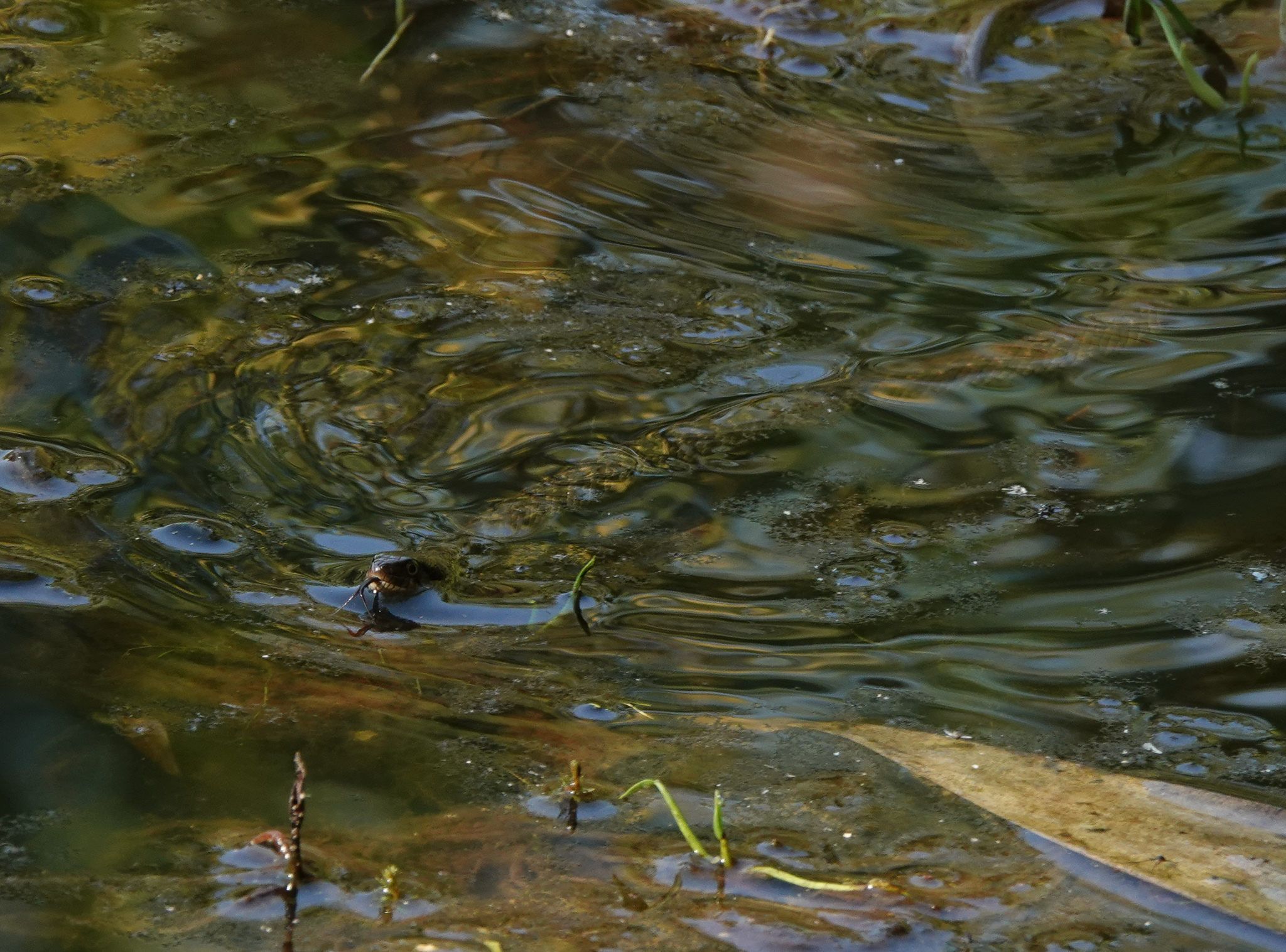 10 Facts About The Checkered Keelback (India) – Snake Radar