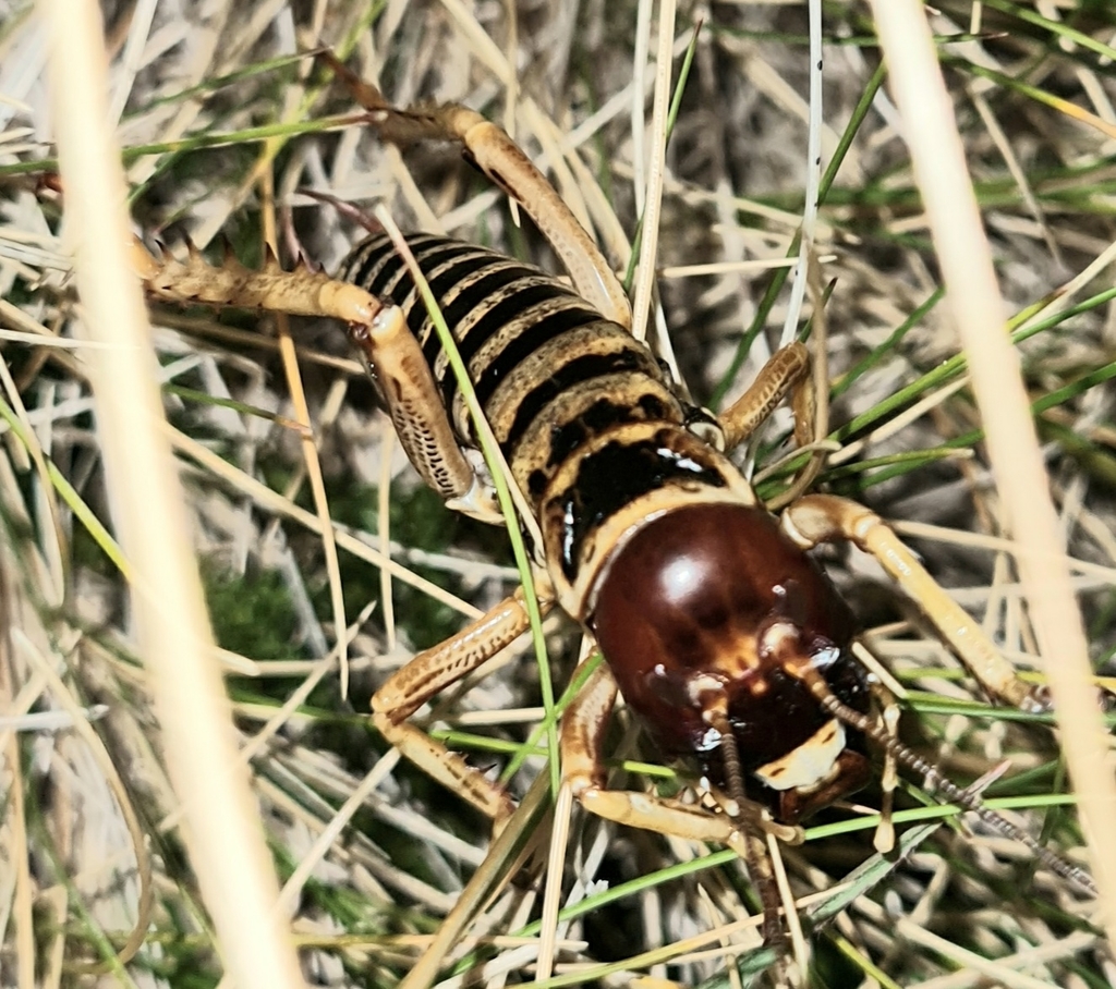 Mountain Stone Weta from Glentanner 7999, New Zealand on February 28 ...