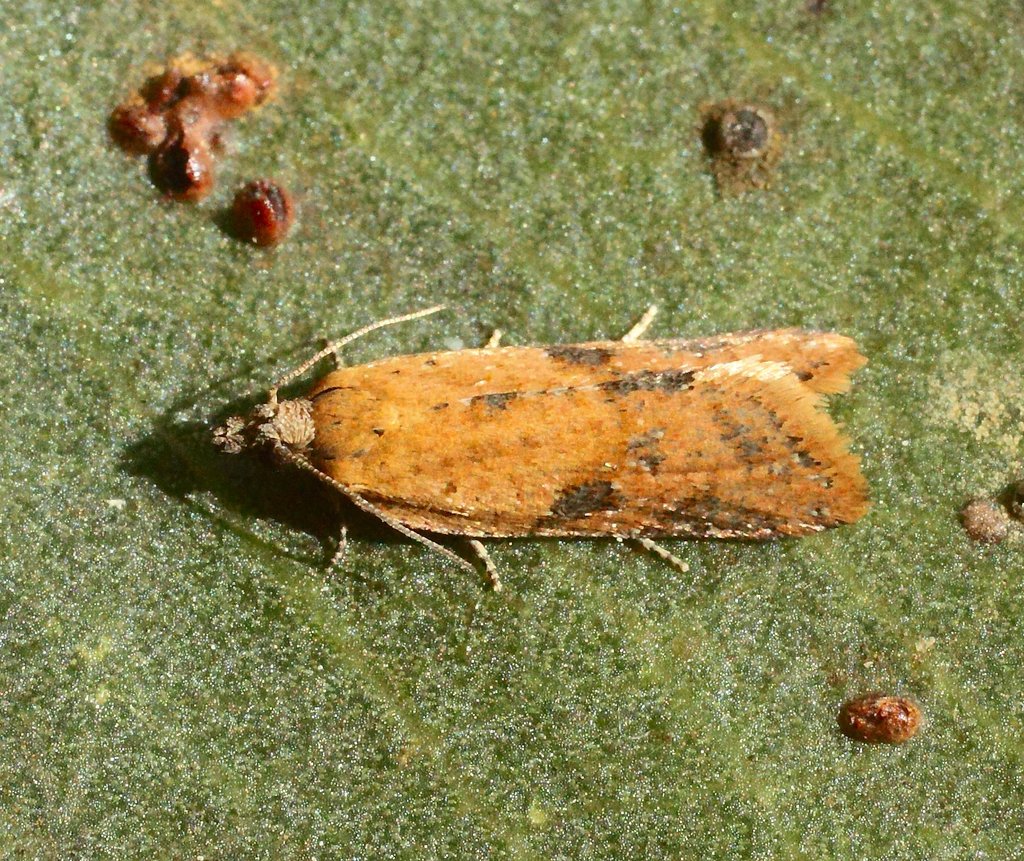 Light Brown Apple Moth from Albany WA 6330, Australia on December 04 ...