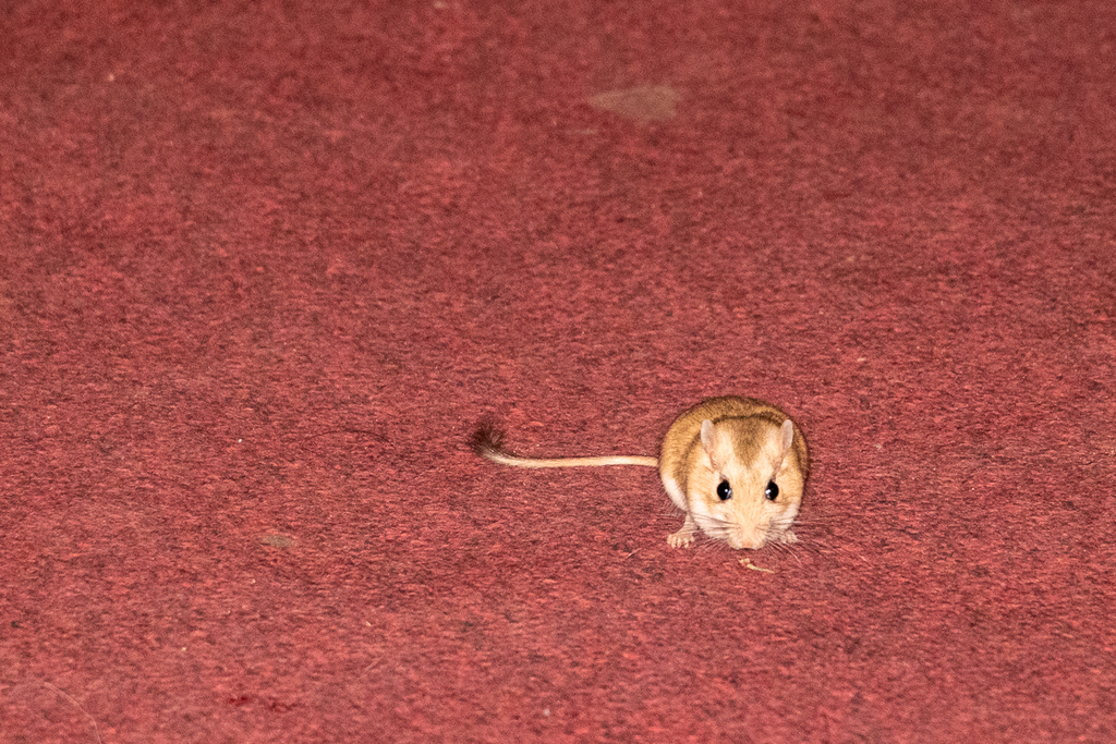 Wagner's Gerbil (Gerbillus dasyurus) - Know Your Mammals
