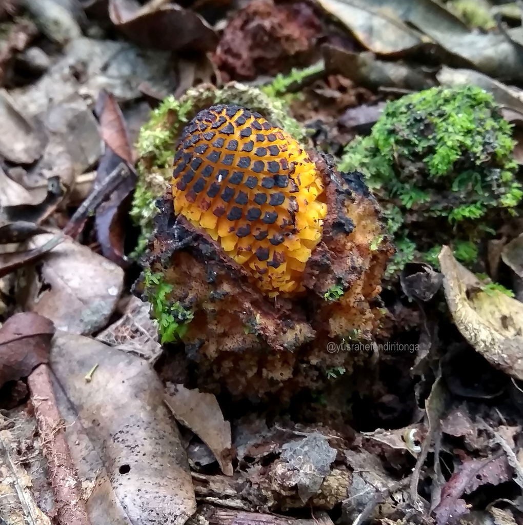 Rhopalocnemis phalloides from Dairi Regency, North Sumatra, Indonesia ...