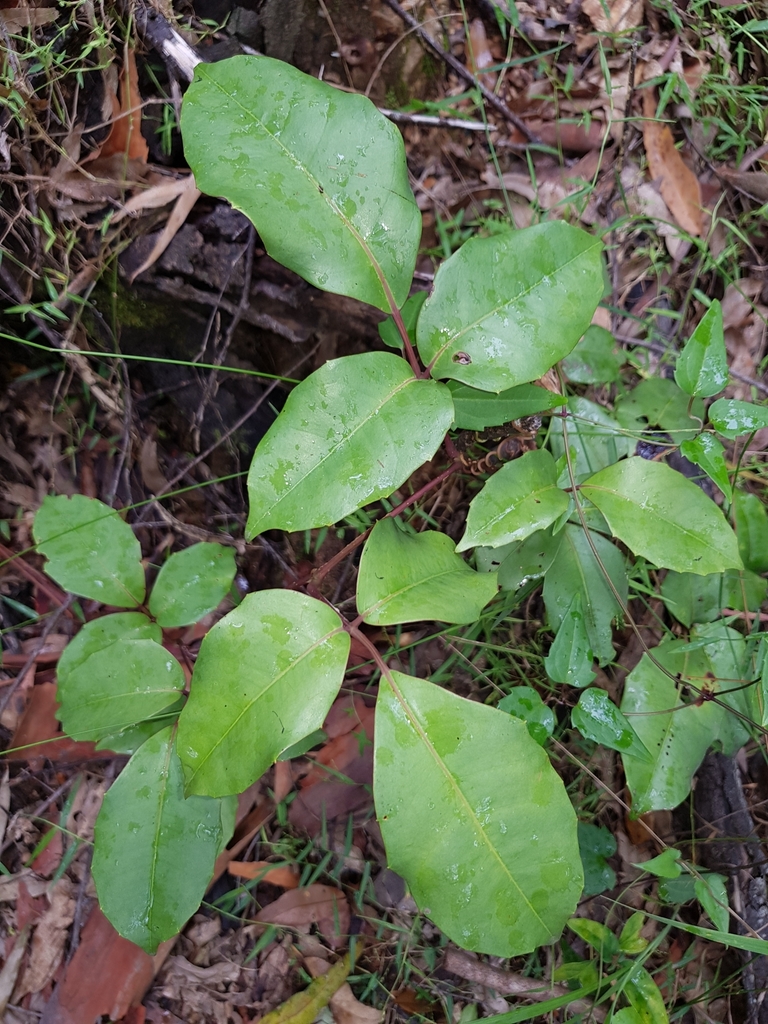 Native Grape from Woolgoolga NSW 2456, Australia on March 1, 2021 at 05 ...